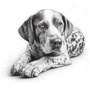 English Pointer Sketch Drawings - 12 High Quality Jpg's - Digital ...