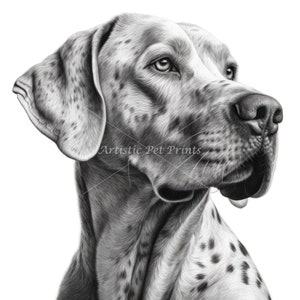 English Pointer Sketch Drawings - 12 High Quality Jpg's - Digital ...