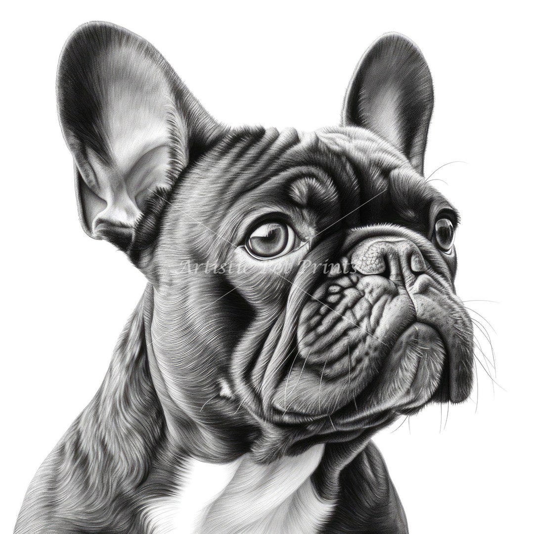 French Bulldog Sketch Drawings - 10 High Quality Jpg's - Digital ...