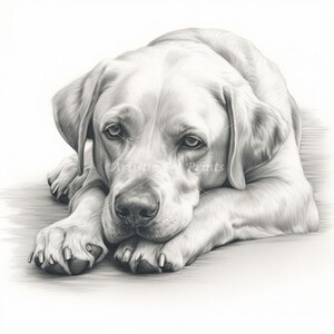 Labrador Sketch Drawings - 12 High Quality Jpg's - Digital Download ...
