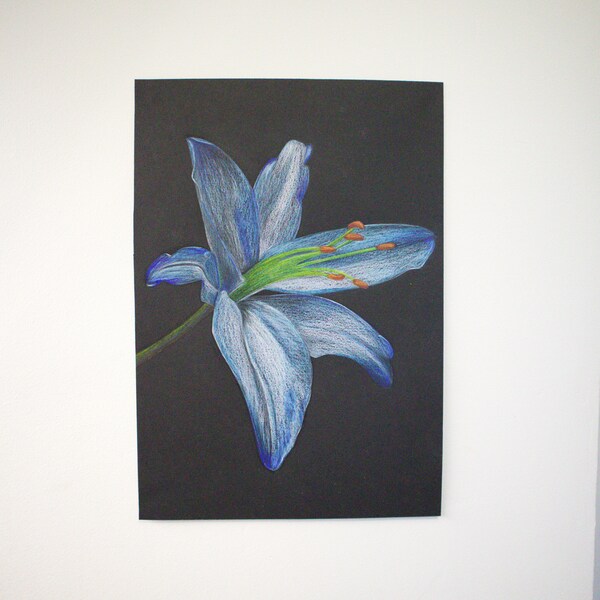 Lily Pencil Drawing - Etsy