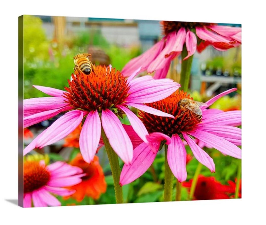Ruby Star Echinacea Bees (20" X 16" Canvas Wall Print) - Etsy
