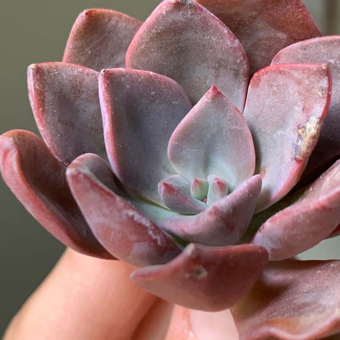 Planta suculenta de Echeveria Jessica RARE FIND | Etsy