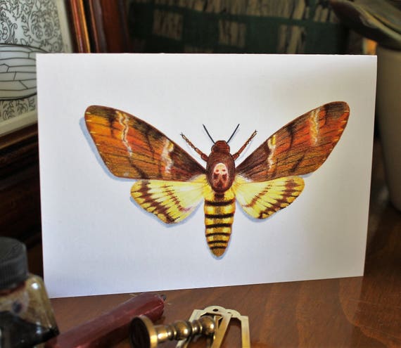 Death's Head Hawk Moth CARD | Etsy