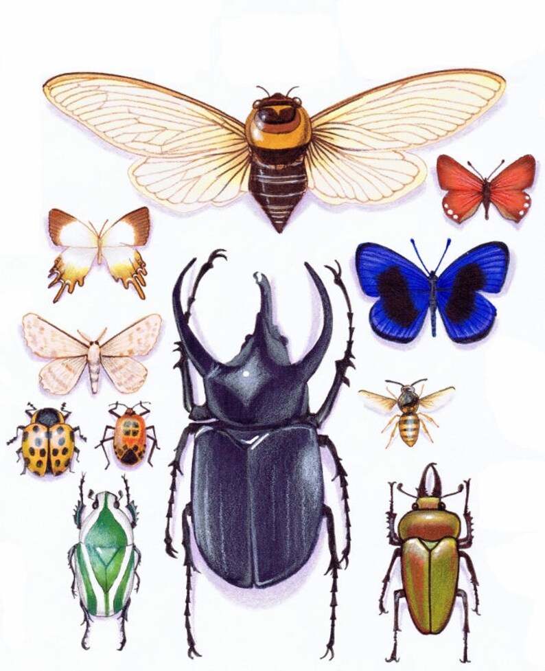 Insect Collection Detail CARD - Etsy