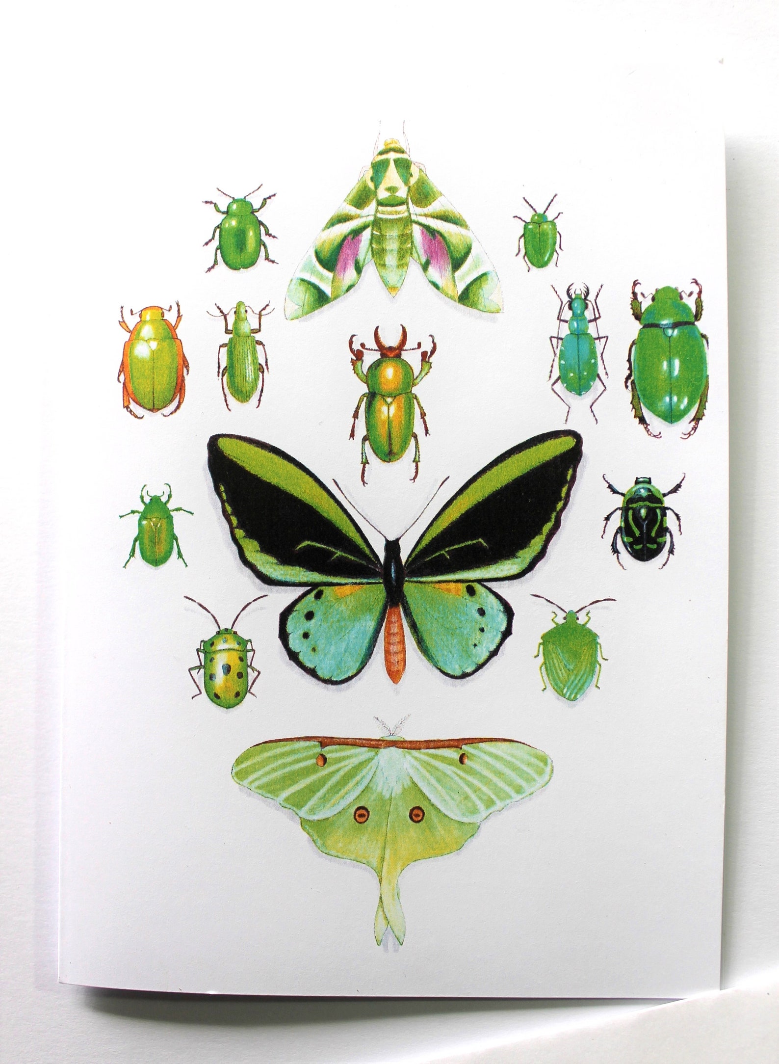 Green Insects CARD - Etsy