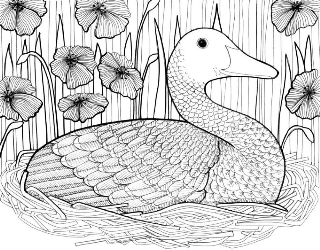 Canadian Goose Colouring in CARD - Etsy