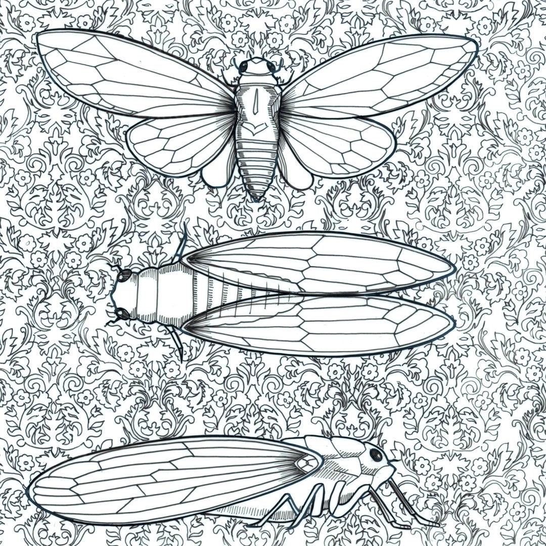 3 Cicadas and Filigree Colouring in CARD - Etsy