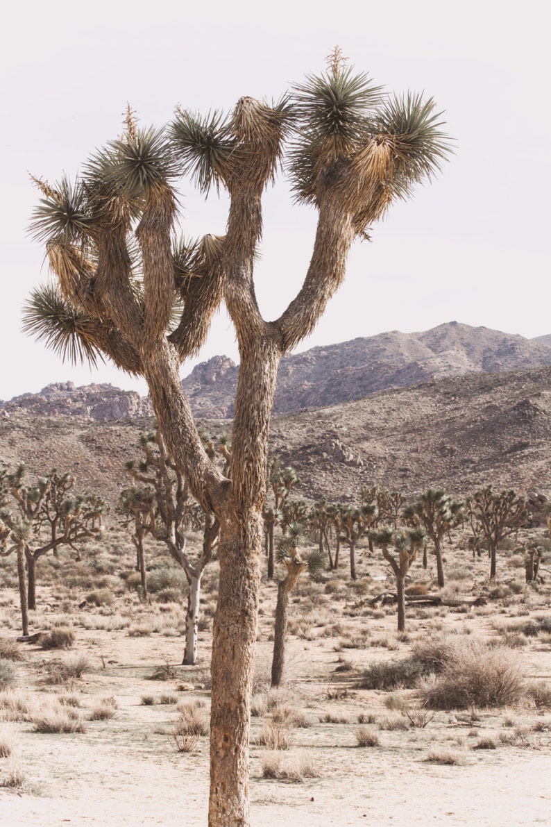 Art Print Dry Land No 5902 Landscape California Joshua Tree - Etsy