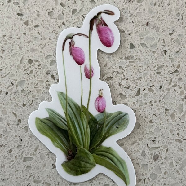 Lady Slipper - Etsy