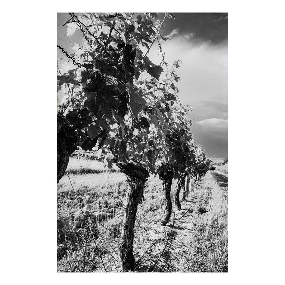 Rustic Grapevine Wall Art in Black and White, Vineyard Photography ...