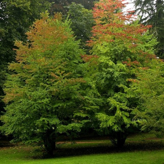 Tuin en terras Cercidiphyllum japonicum JAPANESE KATSURA TREE Seeds ...