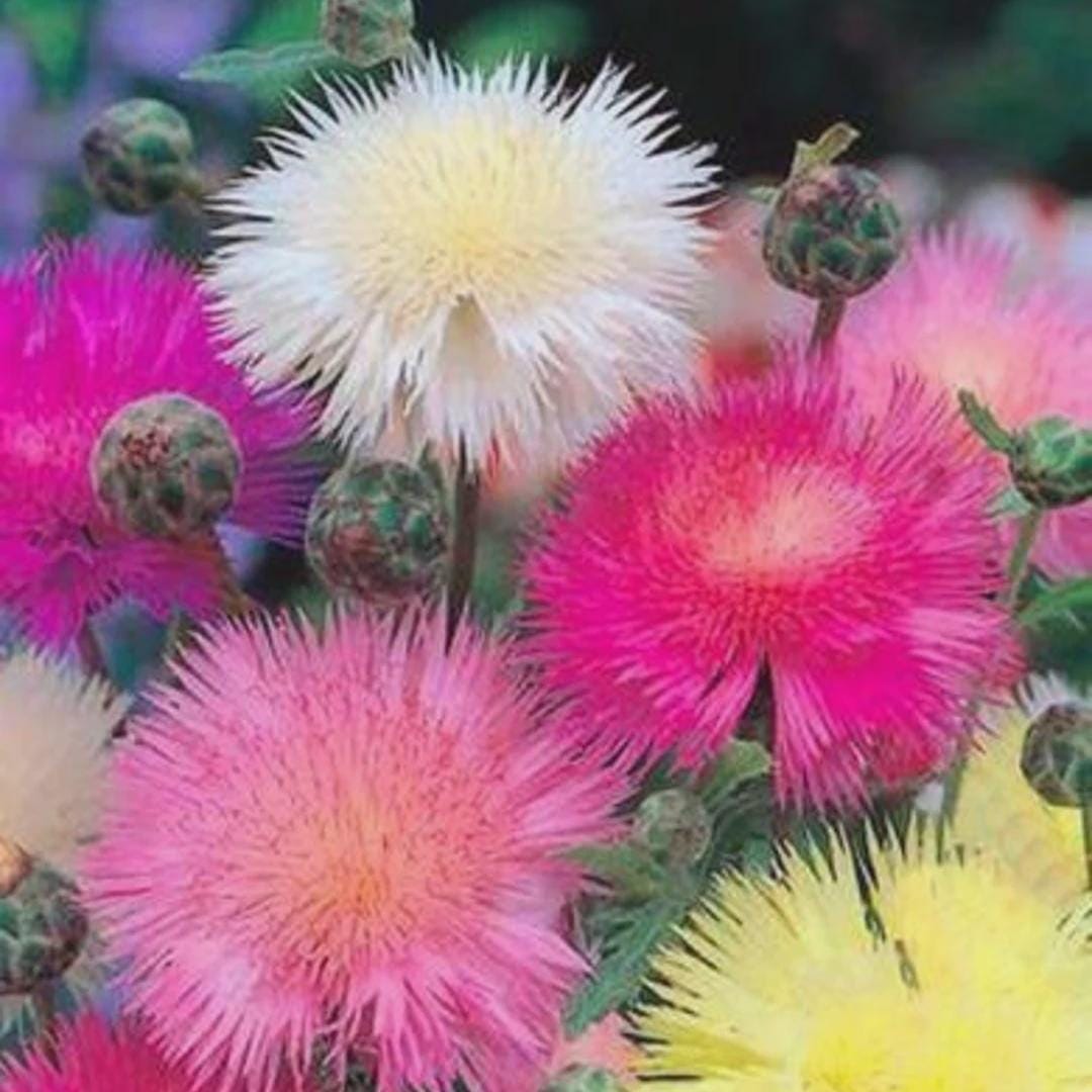 Sweet Sultan Imperialis Mix Flower Seeds (amberboa Moschata) 100+seeds ...