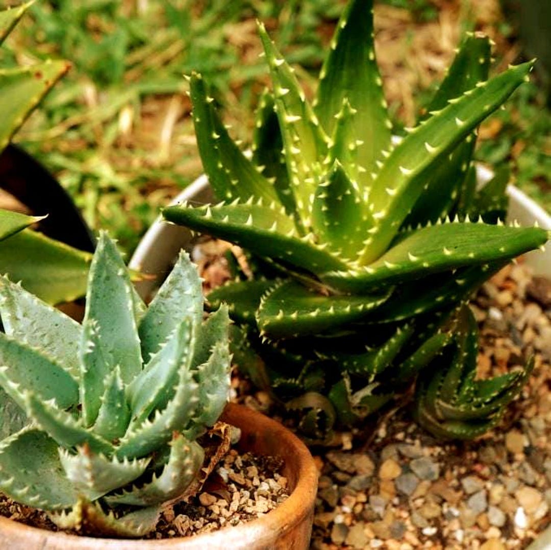 Aloe Mix Succulent Seeds (aloe Species Mix) 20+seeds - Etsy