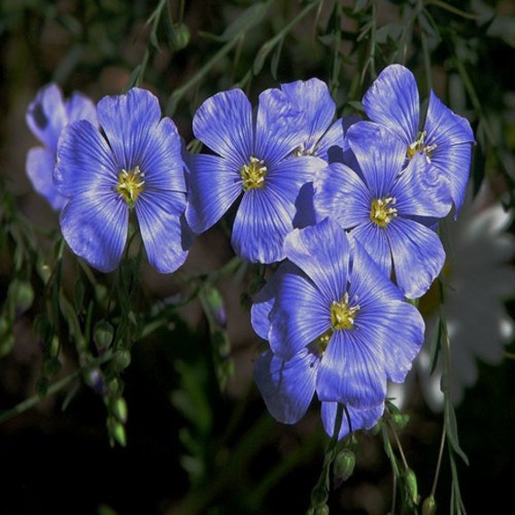 Purple Flax Flower