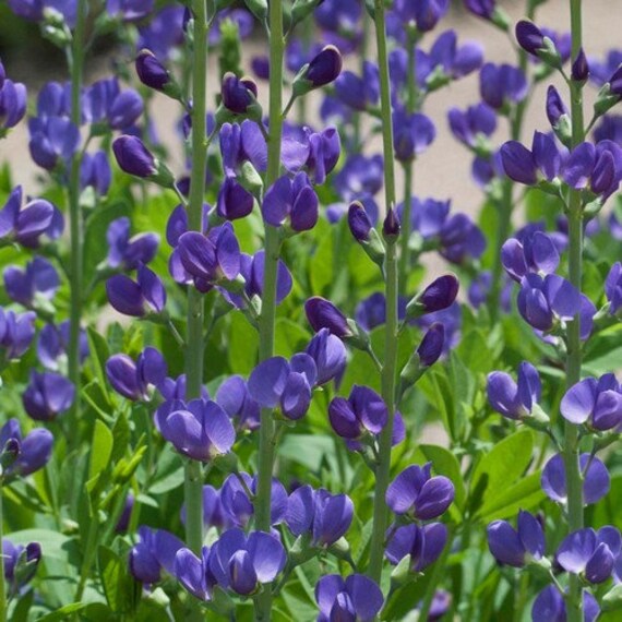 Wild Blue Indigo Flower Seeds baptisia Australis 30seeds - Etsy