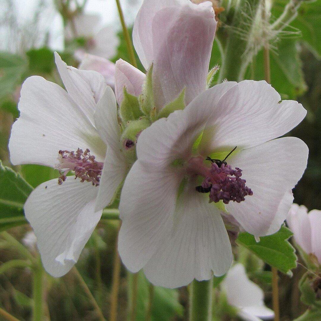 Marsh Mallow Flower Seeds (althaea Officinalis) 50+seeds - Etsy