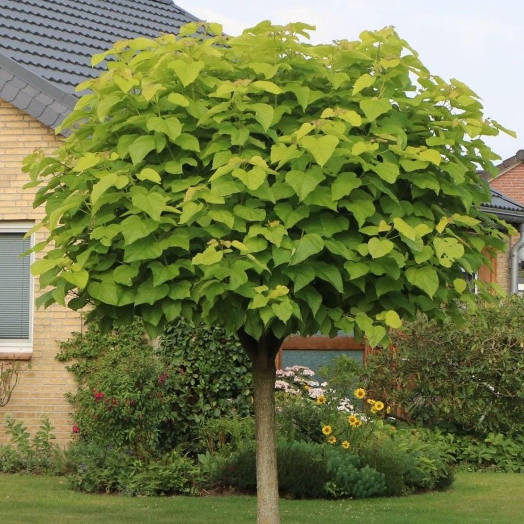 Southern Cigar Tree Seeds (catalpa Bignonioides) 15+seeds - Etsy