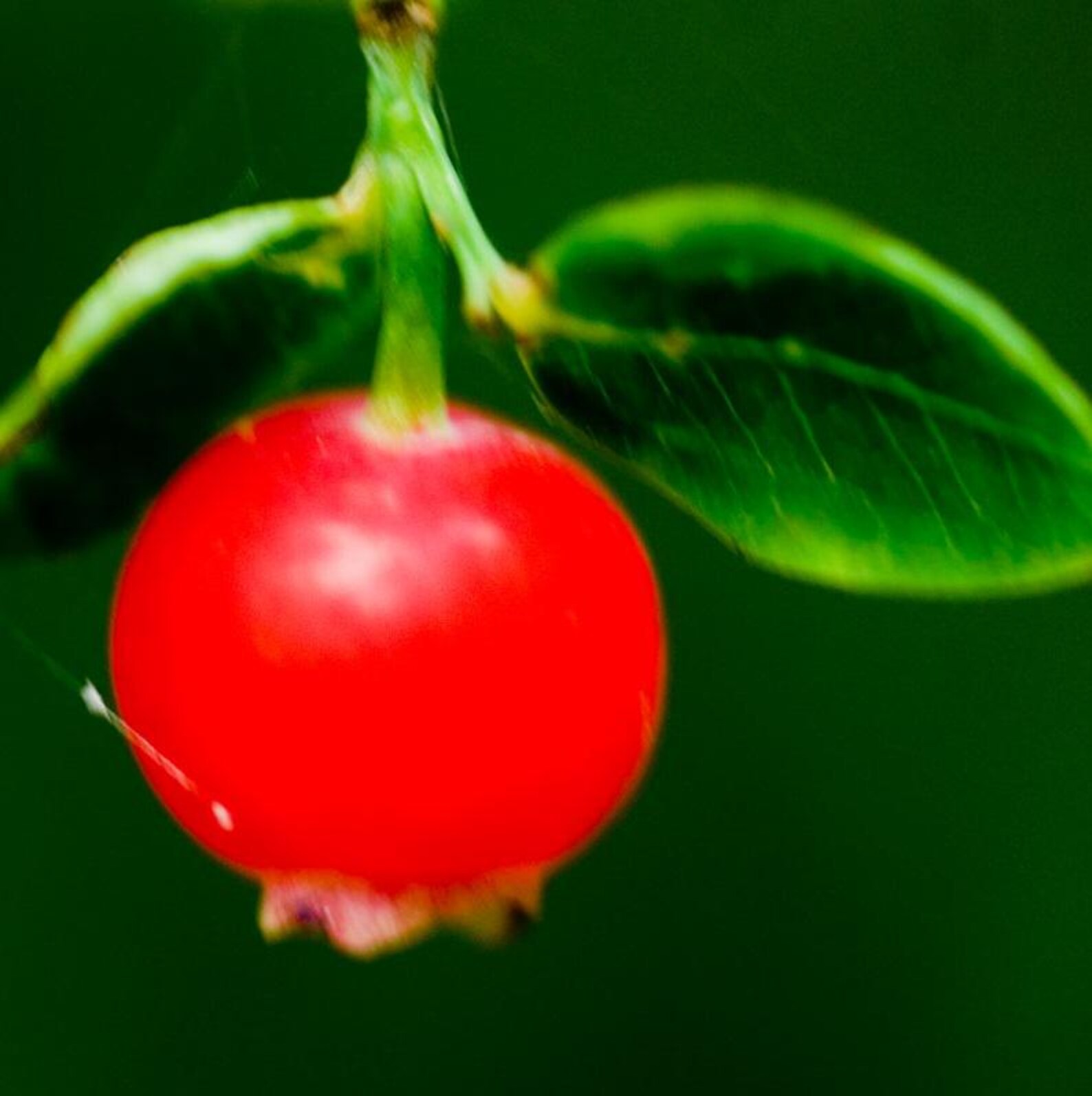 Huckleberry Bush Red Seeds (vaccinium Parvifolium) 25+seeds - Etsy