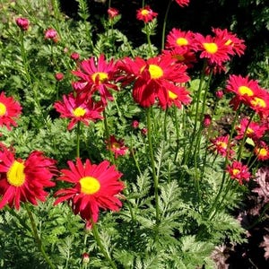 Chrysanthemum Robinson's Red Flower Seeds (chrysanthemum Coccineum) 200 ...