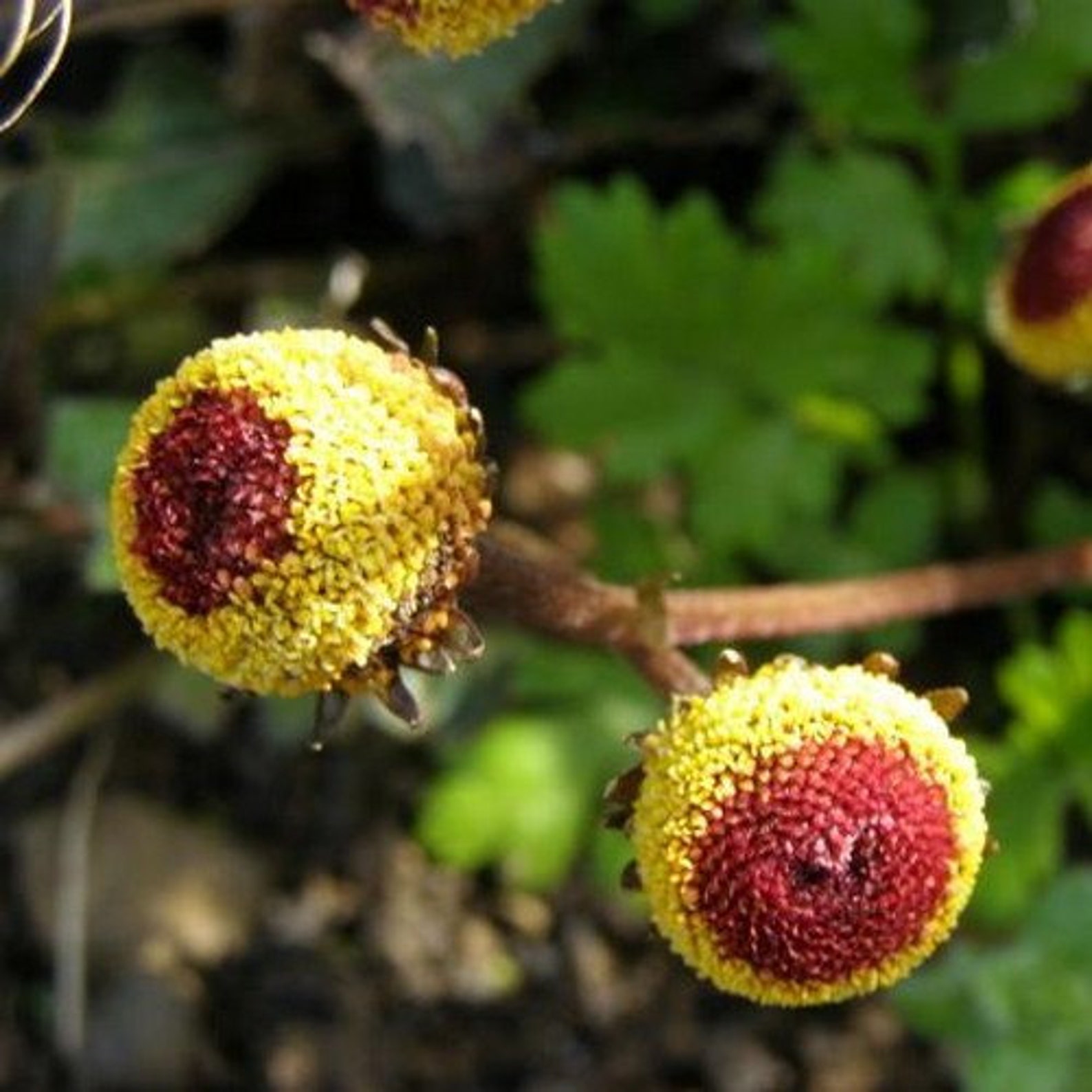 Toothache Plant Flower Seeds (spilanthes Oleracea) 200+seeds - Etsy