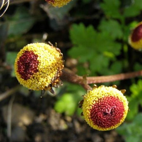 Toothache Plant Flower Seeds spilanthes Oleracea 200seeds - Etsy