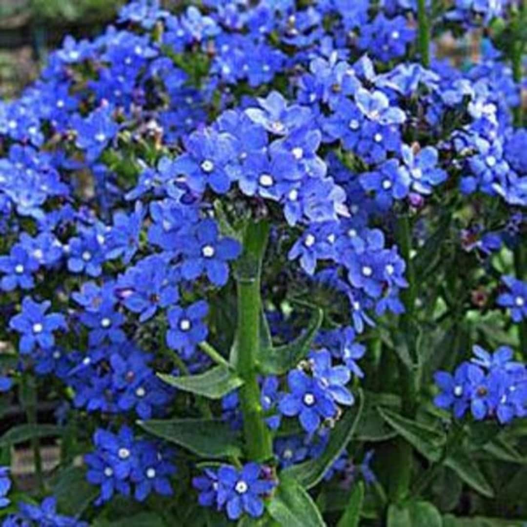 Bugloss Blue Angel Flower Seeds (anchusa Capensis) 50+seeds - Etsy