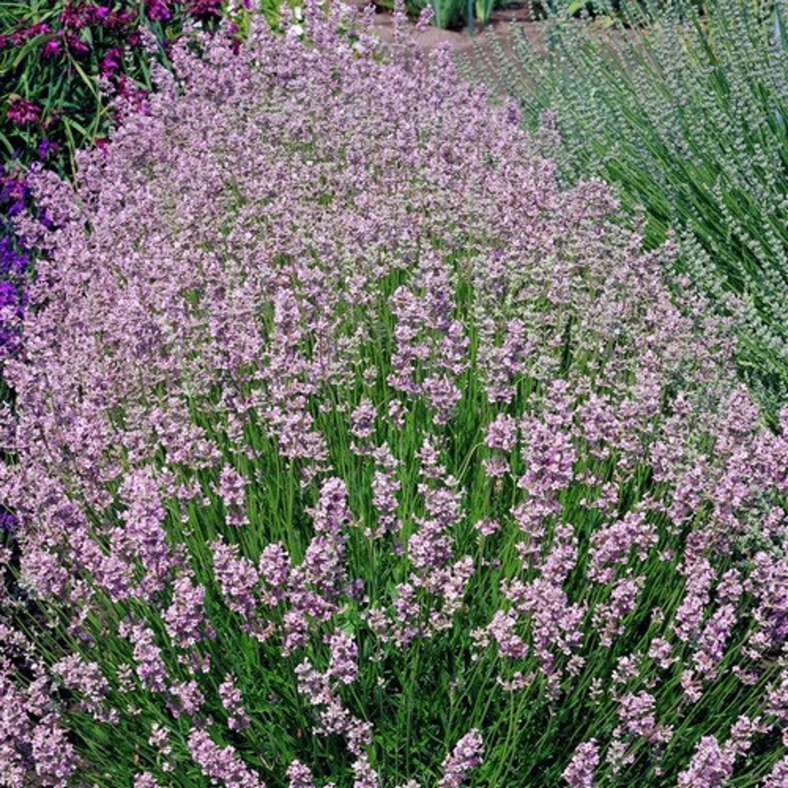Lavender Rosea Flower Seeds lavandula Angustifolia Rosea - Etsy