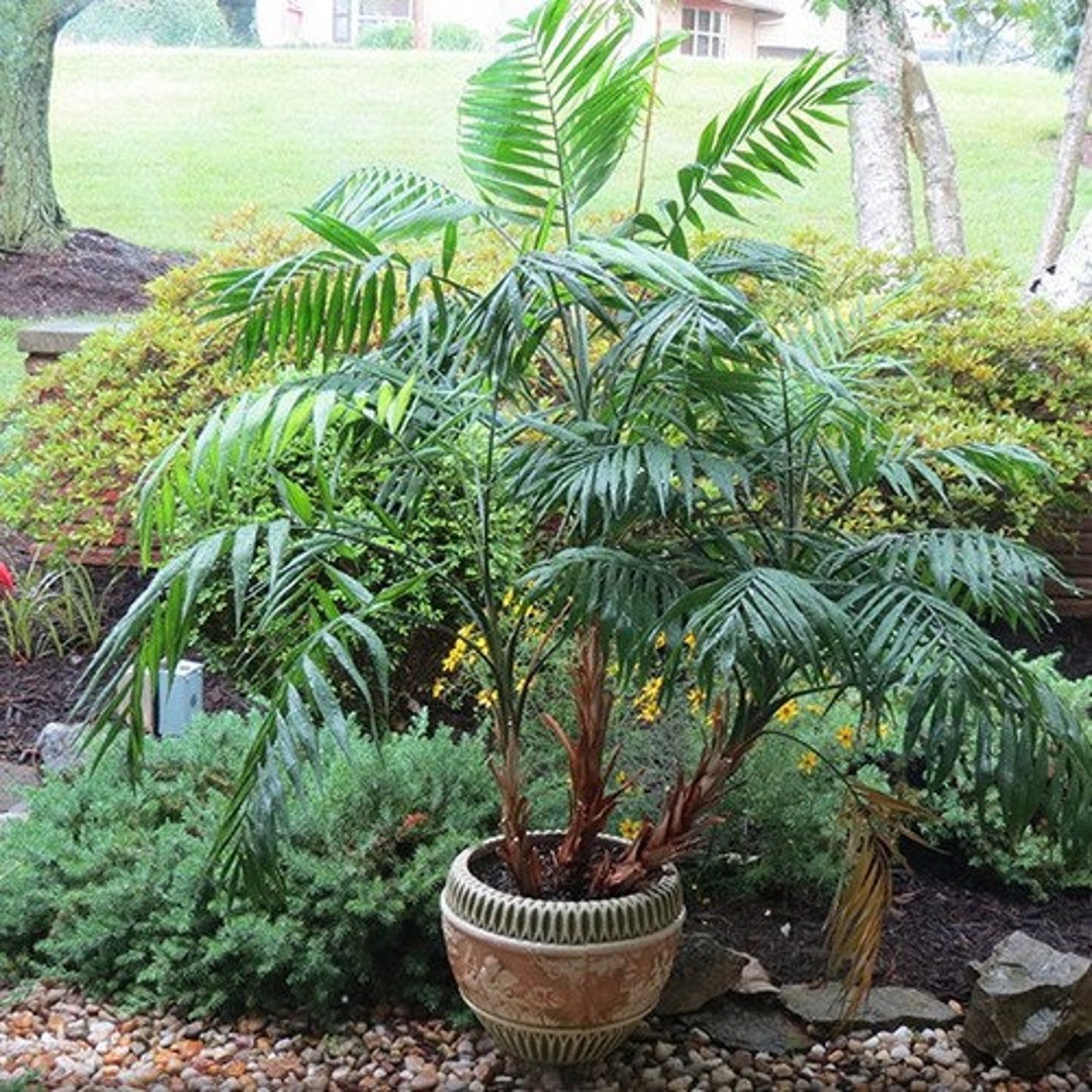 Parlor Palm Tree Seeds (chamaedorea Elegans) 10+seeds - Etsy