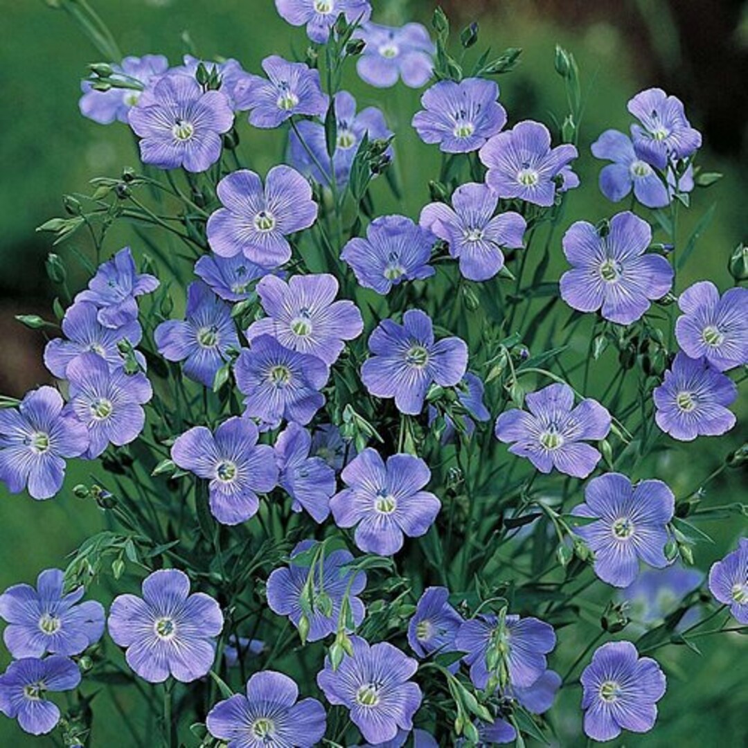 Blue Flax Flower Seeds (linum Perenne) 200+seeds - Etsy