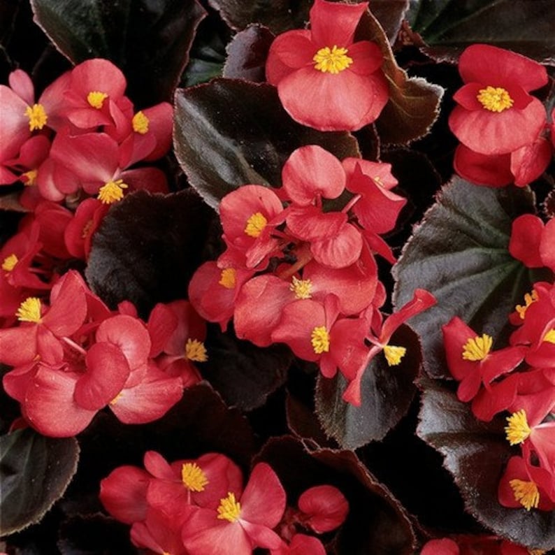 Begonia Wax Red Flower Seeds begonia Semperflorens Red - Etsy Begonia Wax Red Flower Seeds begonia Semperflorens Red - Etsy