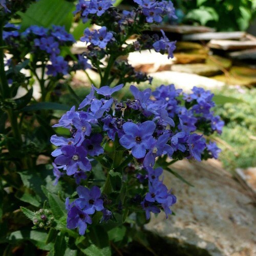 Bugloss Blue Angel Flower Seeds Anchusa Capensis 50Seeds | Etsy