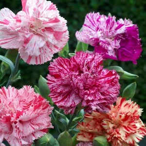 Carnation Chabaud Picotee Mix Flower Seeds (dianthus Caryophyllus) 50 ...