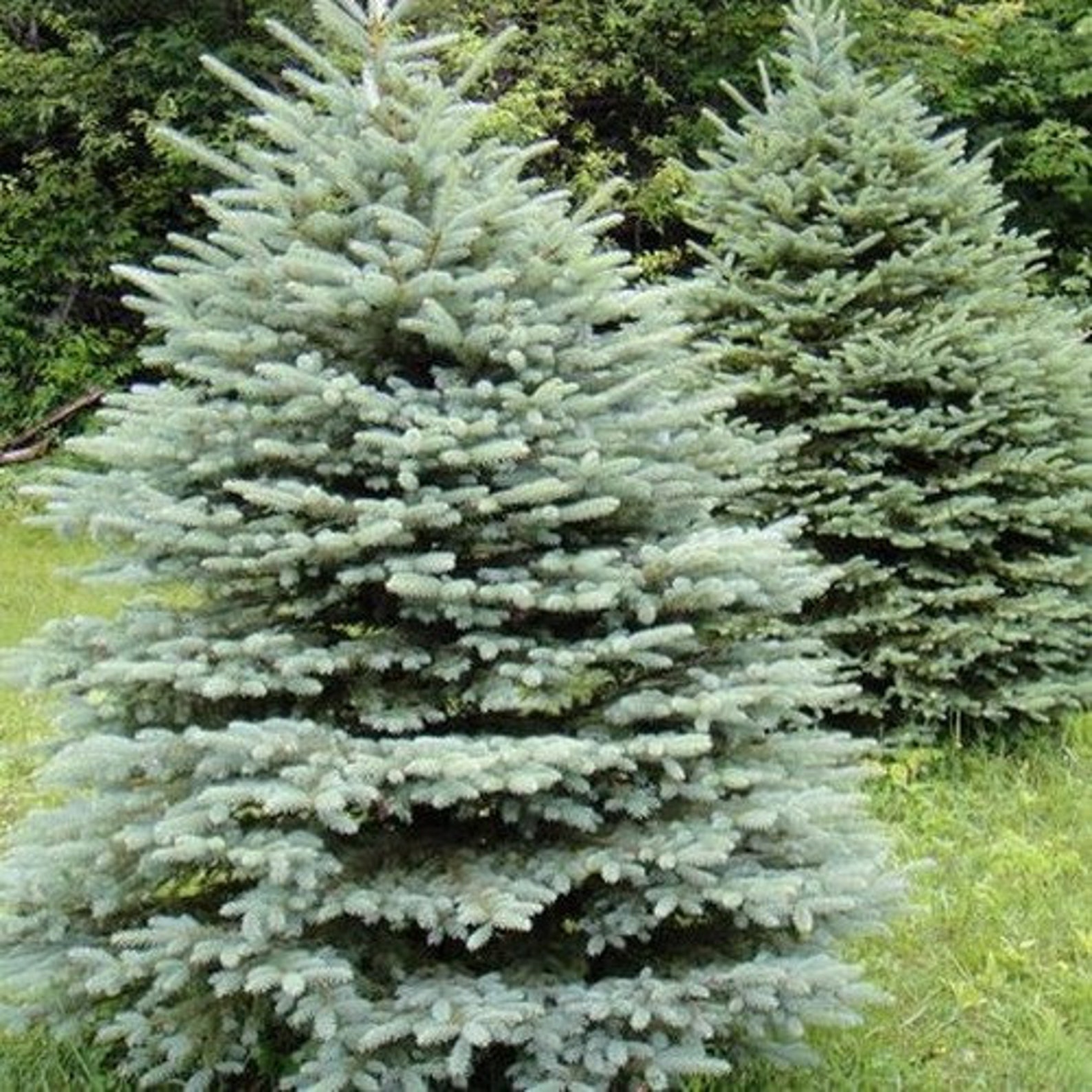 Blue Spruce Tree Seeds picea Pungens Glauca 25seeds | Etsy