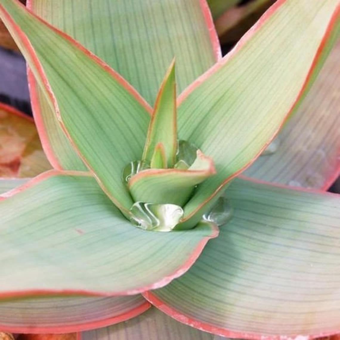 Coral Aloe Succulent Seeds aloe Striata 20seeds | Etsy