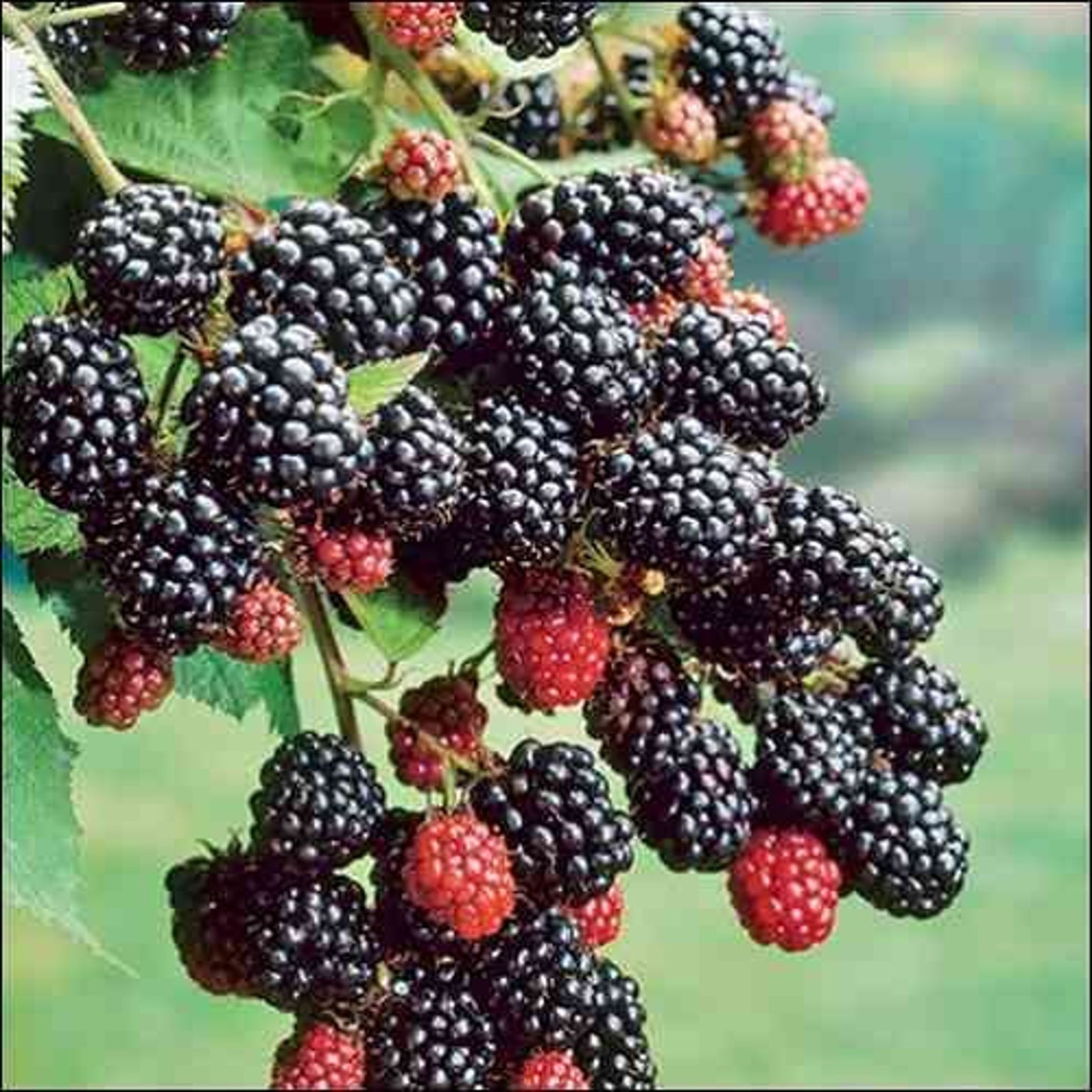 Blackberry Bush Seeds rubus Laciniatus 50seeds - Etsy