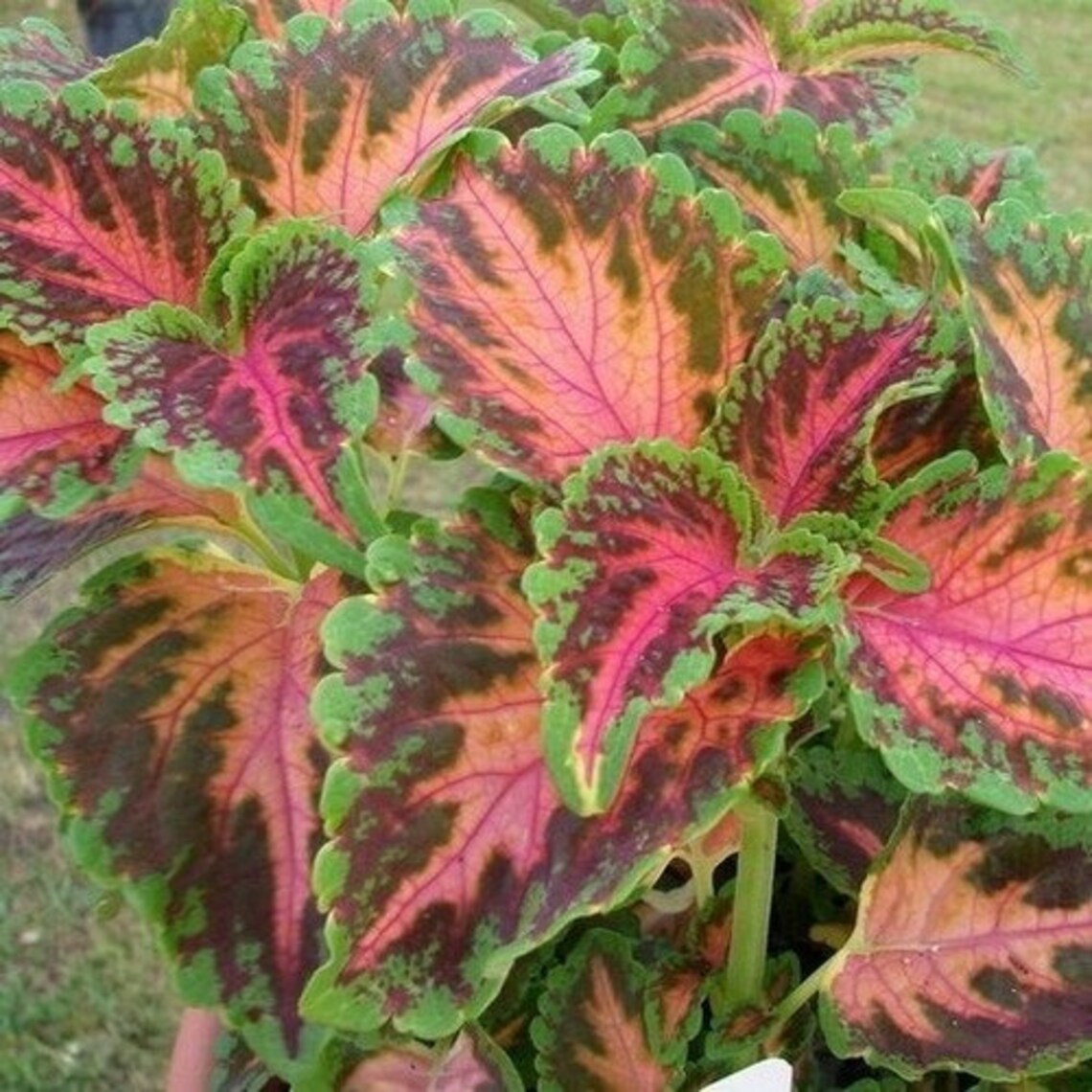 Coleus Wizard Coral Sunrise Seeds solenostemon - Etsy UK