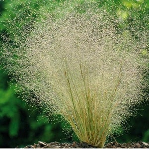 Love Grass Sand Ornamental Grass Seeds (eragrostis Trichodes) 200+seeds ...