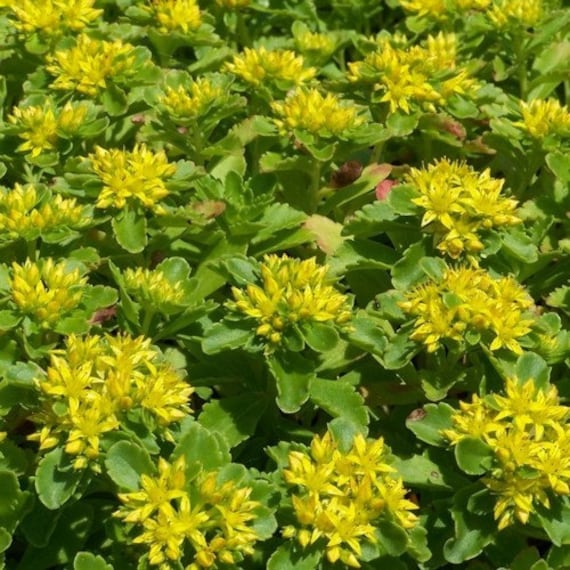Yellow Sedum
