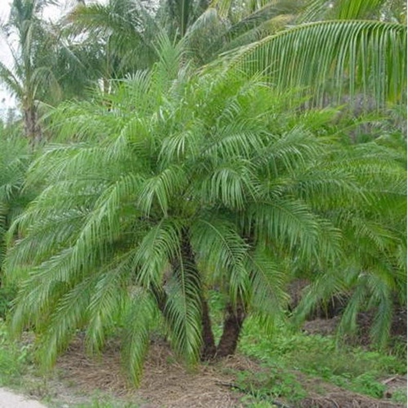 Pygmy Date Palm Tree Seeds Phoenix Roebelenii 10seeds Etsy