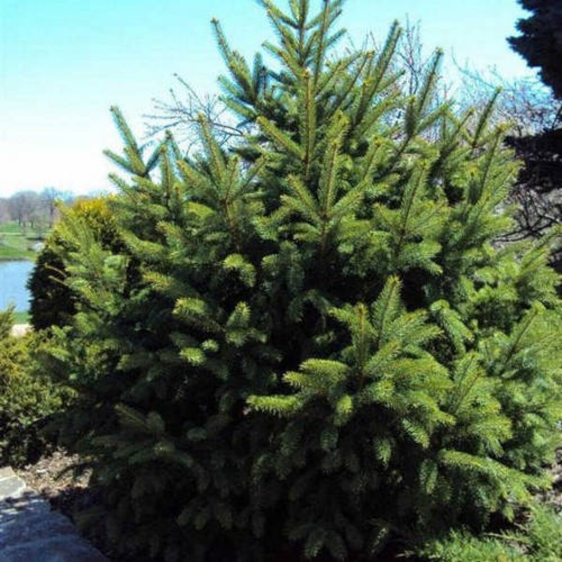 Dragon Spruce Tree Seeds picea Asperata 25seeds - Etsy