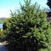Dragon Spruce Tree Seeds picea Asperata 25seeds - Etsy