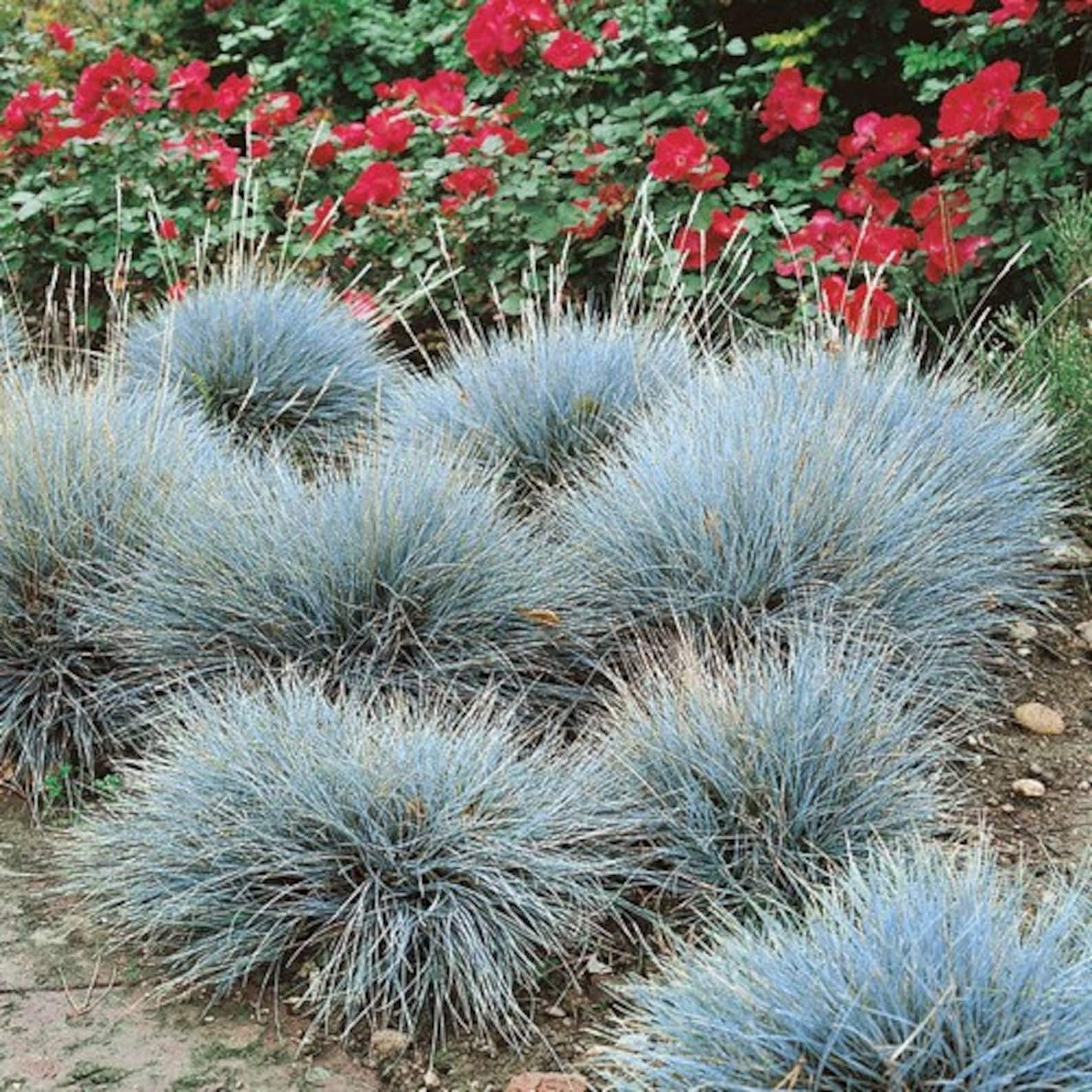 Blue Fescue Ornamental Grass Seeds Festuca Cinerea Glauca Varna 100seeds Etsy