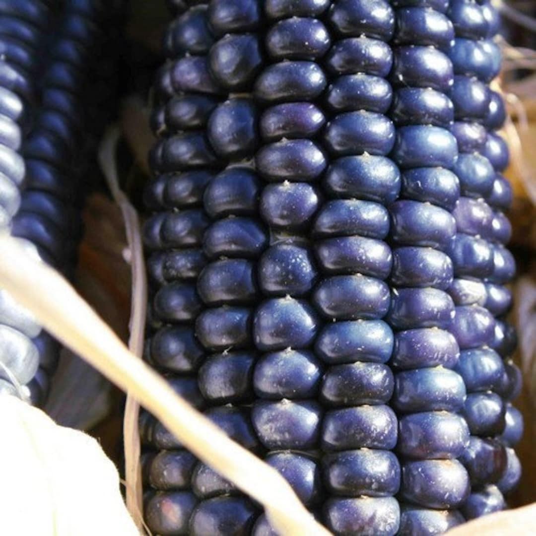 Corn Blue Hopi Vegetable Seeds zea Mays 20seeds - Etsy