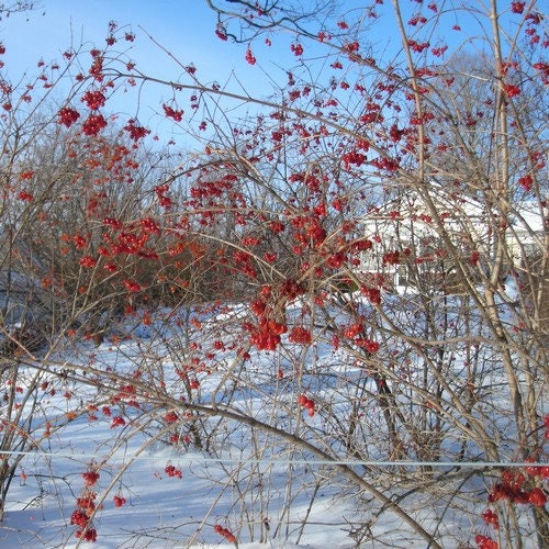 Cranberry Tree Winter