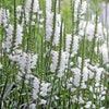 Blue Eyed Grass Seeds sisyrinchium Bellum 50seeds - Etsy