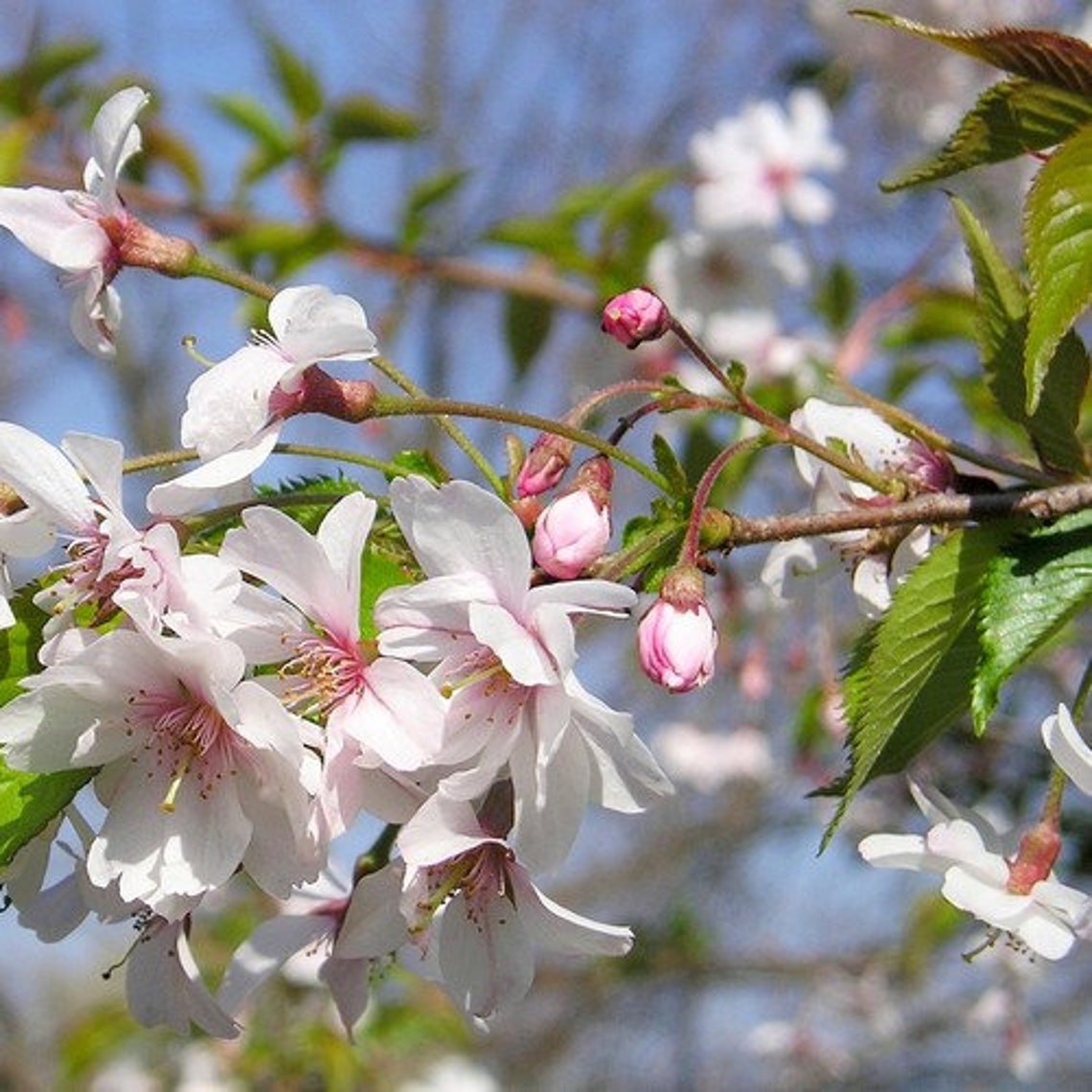 Higan Flowering Cherry Tree Seeds prunus Subhirtella - Etsy