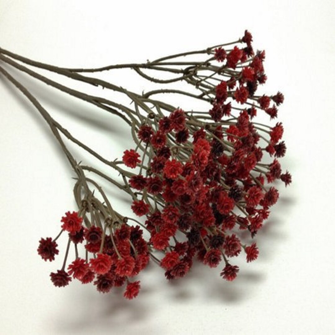 Babys Breath Red Flower Seeds (gypsophila Elegans Crimson) 100+seeds - Etsy