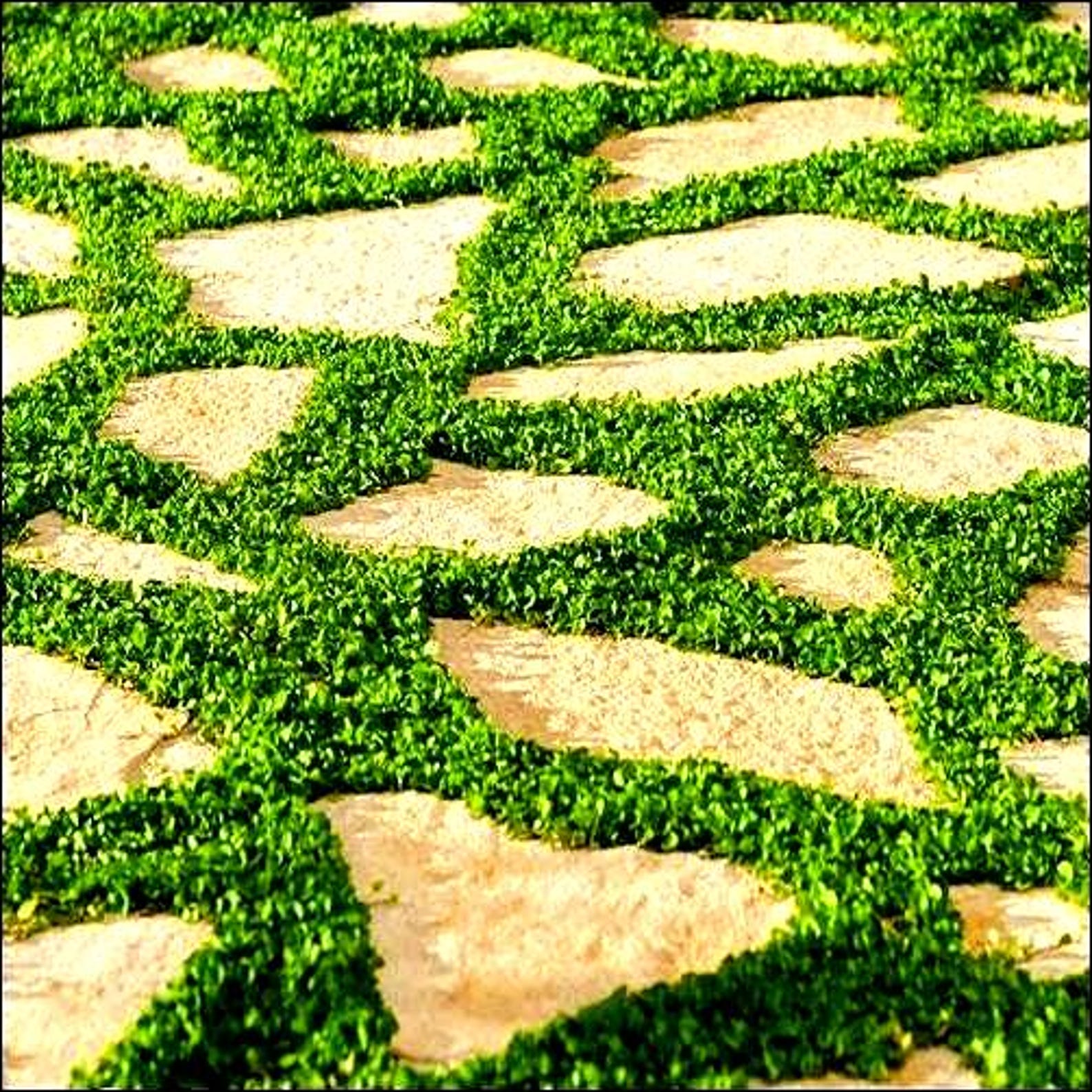 Dichondra Repens Ground Cover Seeds: Lush Green Carpet (7g Seeds) - Etsy