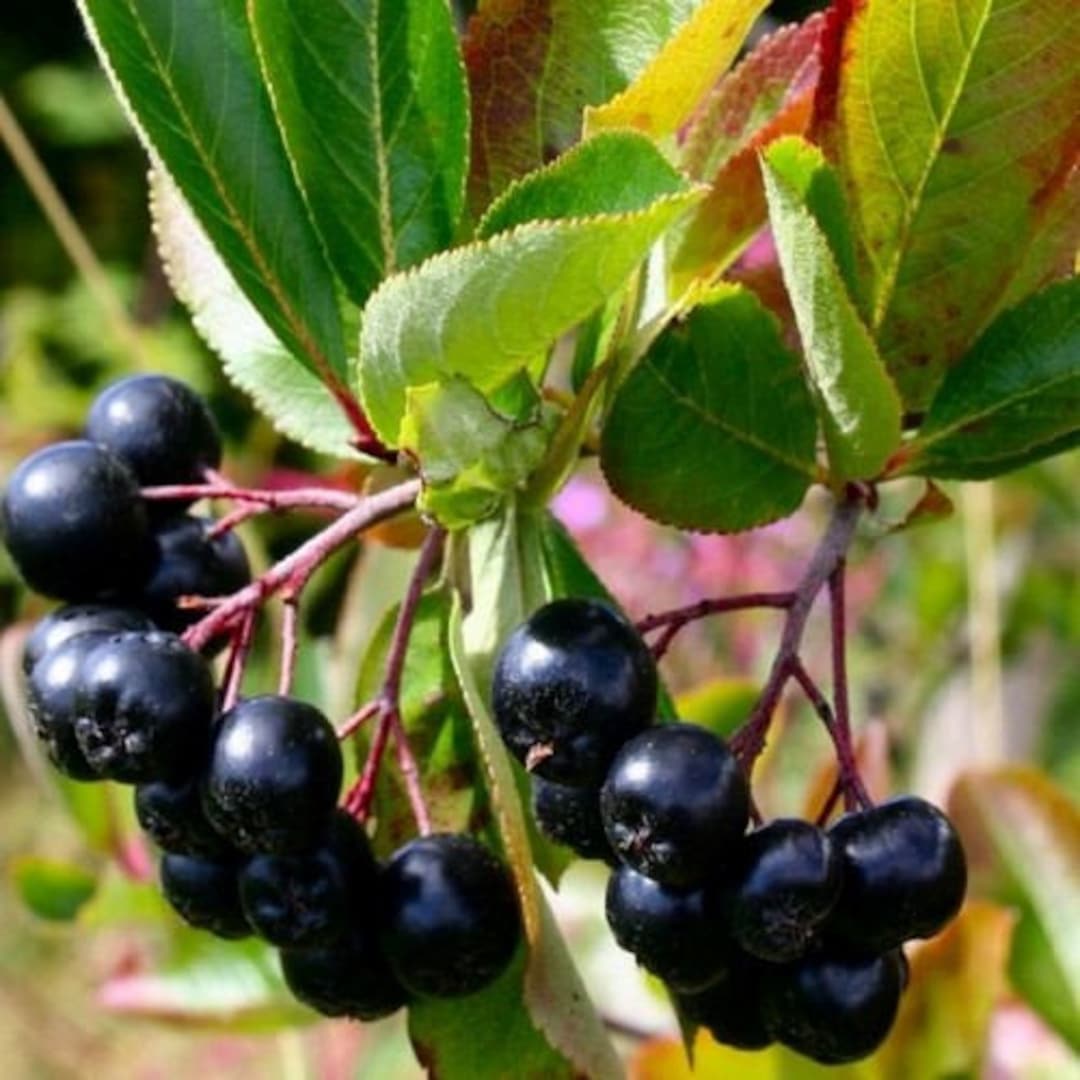 Black Chokeberry Bush Seeds (ARONIA Melanocarpa) 30+seeds - Etsy